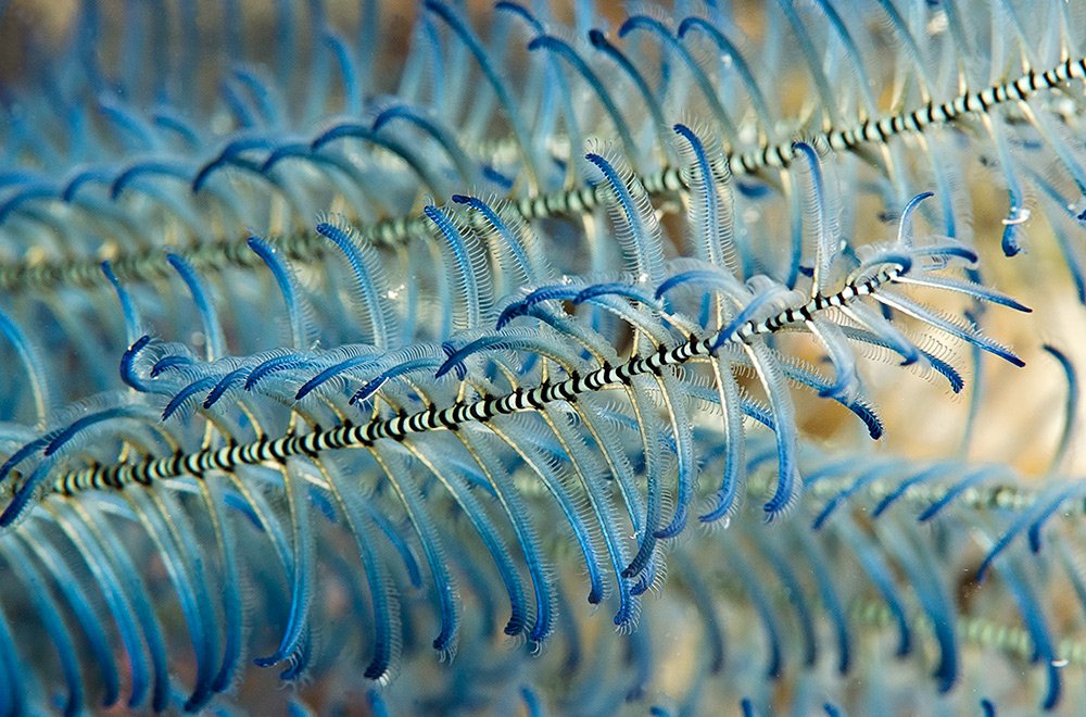 A Feathery Microcosm